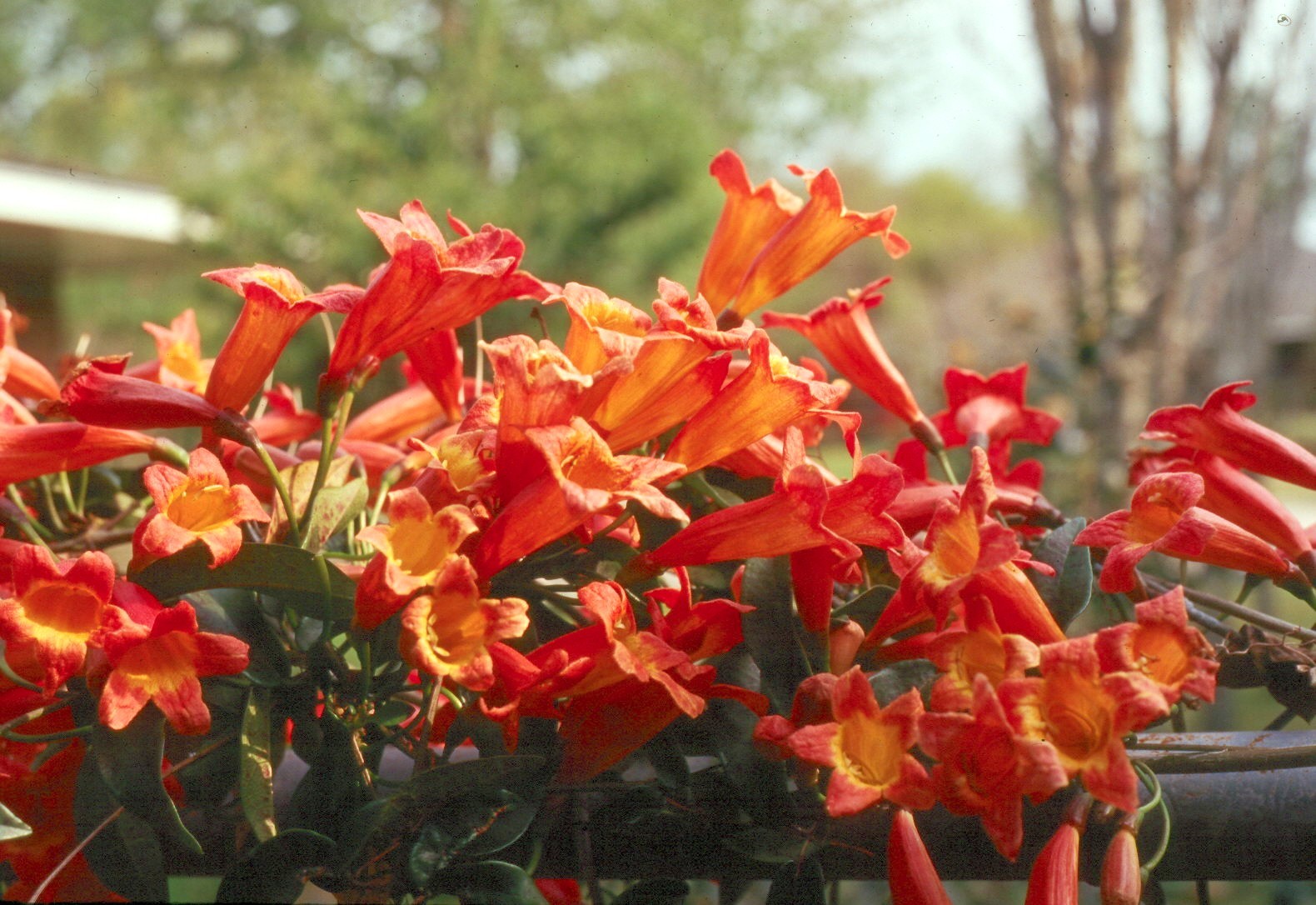 Online Plant Guide - Bignonia capreolata 'Tangerine Beauty' / Tangerine Beauty Crossvine